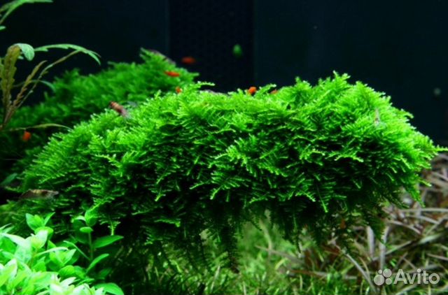 Мох рождественский