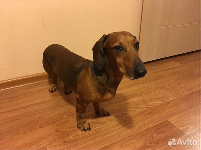 Такса ищет невесту