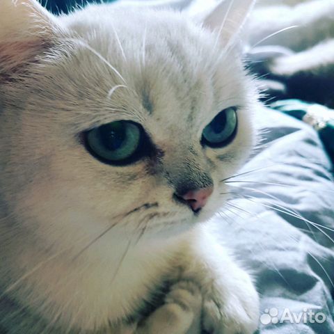 Британская шиншилла NS 11 продам или отдам в совла