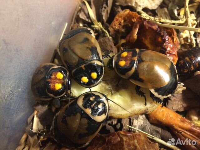 Таракан Автомобильчик