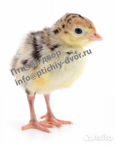 Индюшата Бронза 708 суточные (тяжелый кросс)