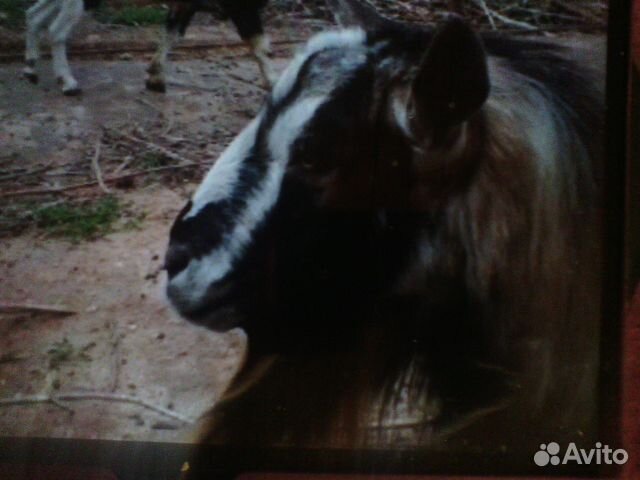 Альпийский комолый козёл