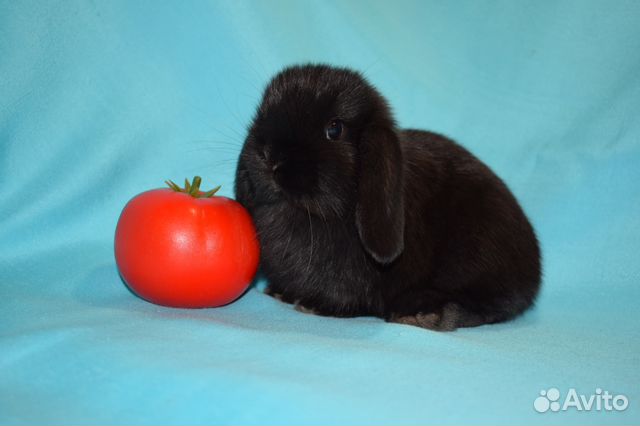 Мардер. Карликовый кролик. Крупный питомник. Видео