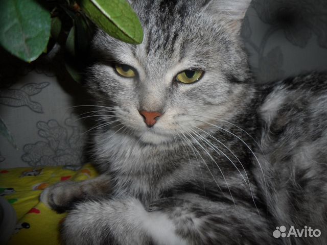 Спокойный и ласковый котик Стёпа