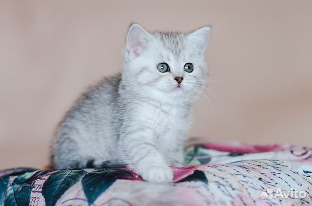 Британская Кошечка Беляночка 1,5 месяца