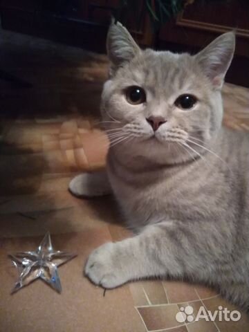 Жду невесту в гости