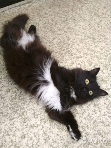 Замечательные пушистые кошки