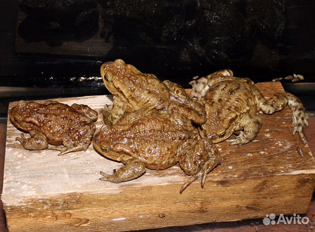 Жаба Bufo bufo (розница и опт)