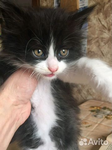 Мегакрутой кися 1,5 месяца