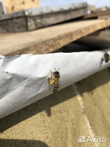 Пчеломатки карпатка