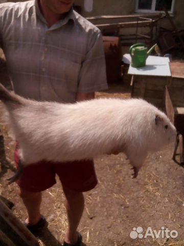 Продам племенных самцов нутрий, мясо нутрий, жир н