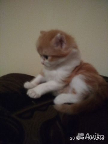 Котенок в хорошие руки