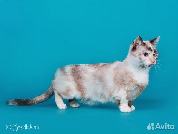 Манчкин кошки