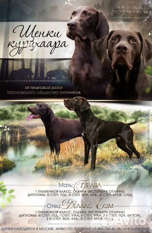 Щенок курцхаара (немецкая короткошерстная легавая)