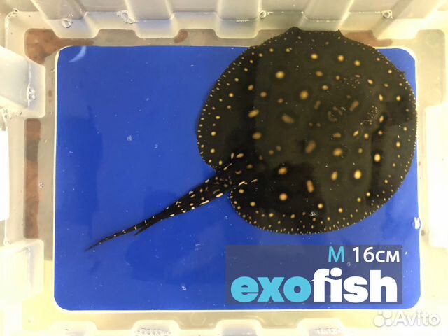 Пресноводный Скат Хенли П12 / Henlei P12