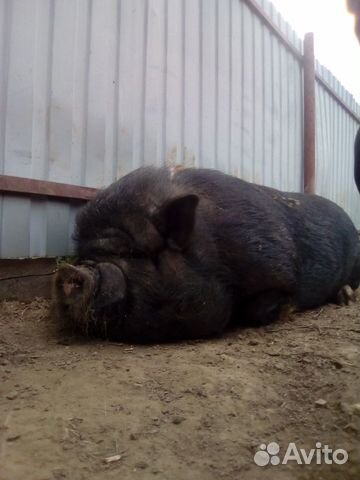 Вьетнамский вислобрюхий красавчик