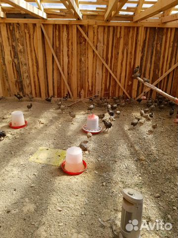 Птенцы фазана