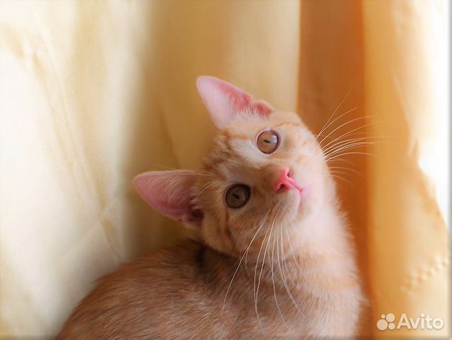Рыжий котенок-мальчик в дар 3,5 мес