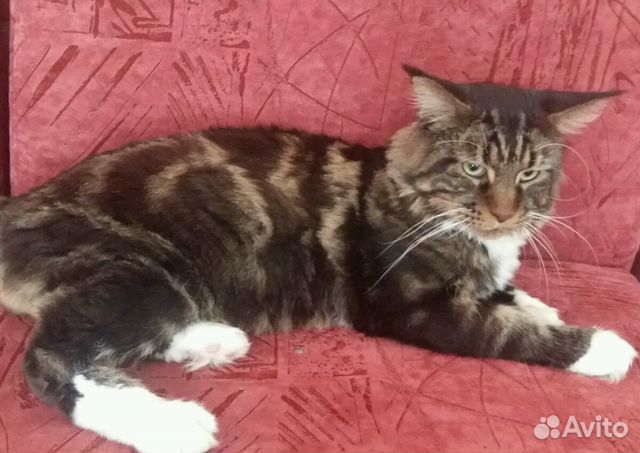 Мейн-кун вязка