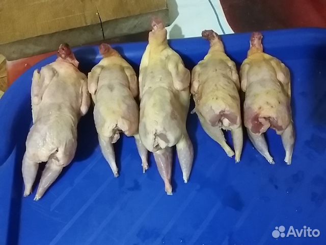 Перепела за кг