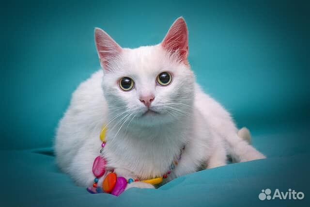 Отдам в добрые руки белую кошечку Наоми