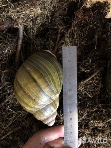 Архахатина Вентрикоза леуцистит