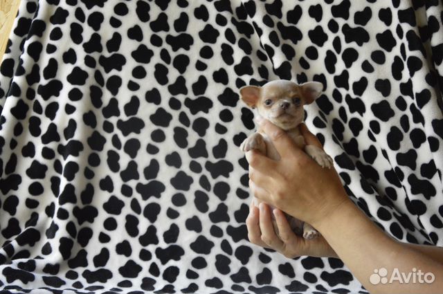 Гладкошерстная лиловая девочка чихуа-хуа