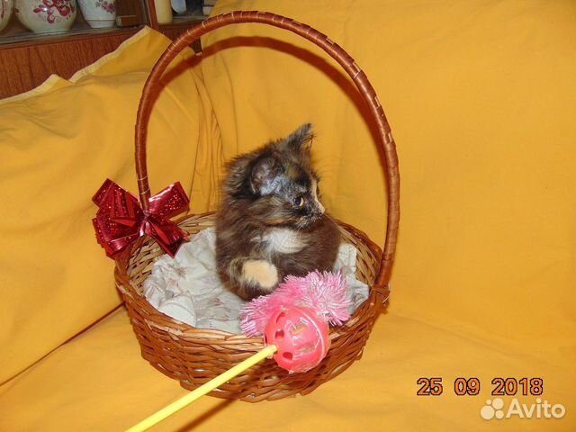 Пушистая девочка Пуша в дар