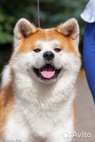 Яркий японец