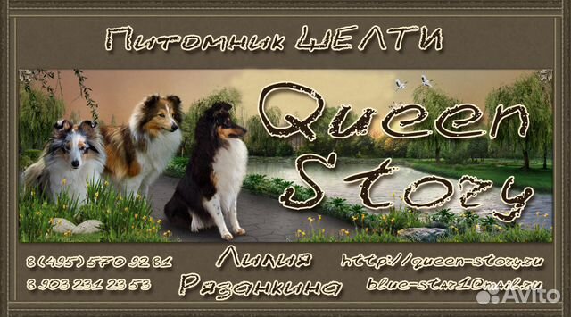 Шелти и шелтята