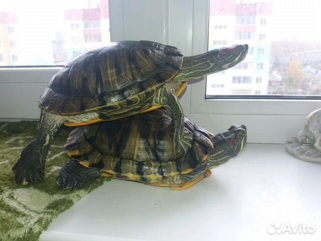 Красноухая черепаха