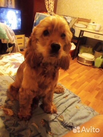 Вязка кокер спаниель