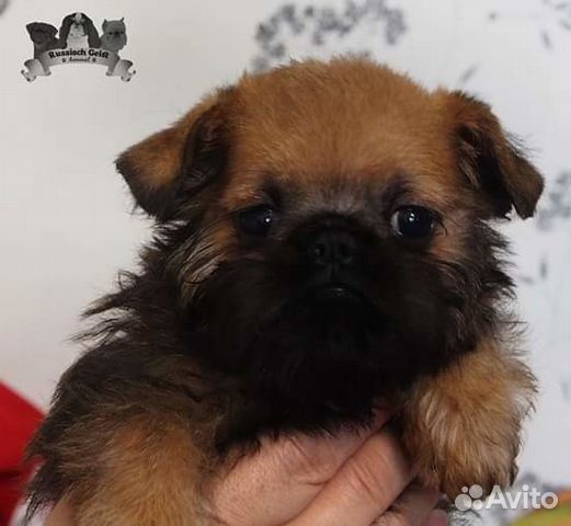 Малыши гриффончики и пти-брабансончики