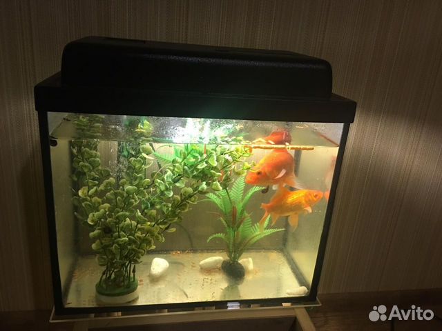 Продается аквариум 25л с рыбками