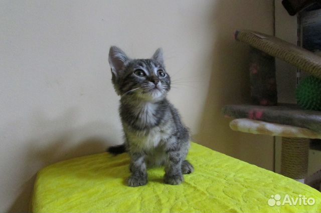 Девчуля-красотуля-кисуля ищет дом