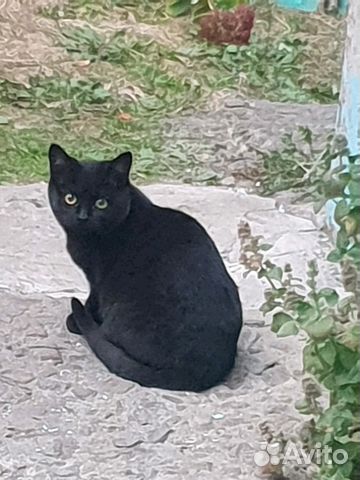 Котёнок от британской кошки 6 месяцев