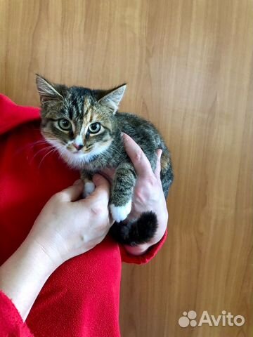 Трёхцветный котёнок принесёт счастье в ваш дом