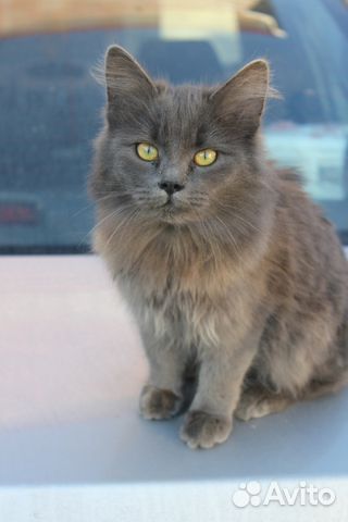 Самый мягкий и ласковый кот