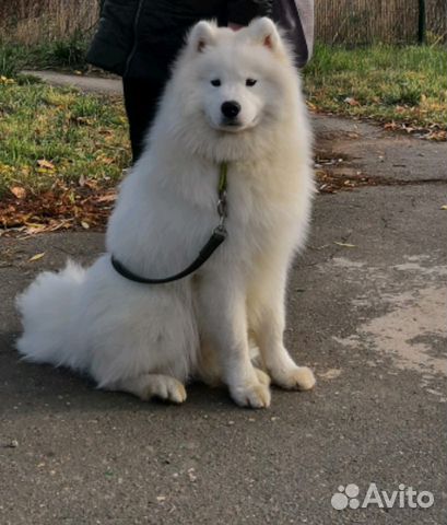 Самоедская собака