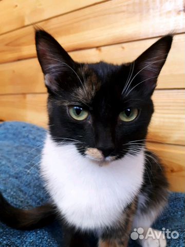 Кошка Лиска