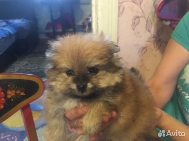 Шпиц девочка