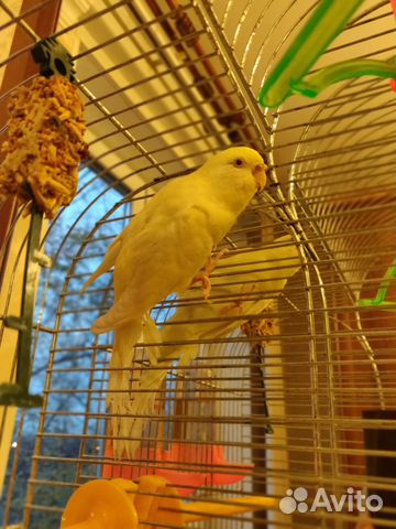 Волнистый попугай Цезарь