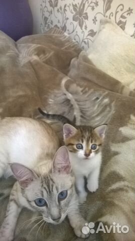 Котенок 2 месяца