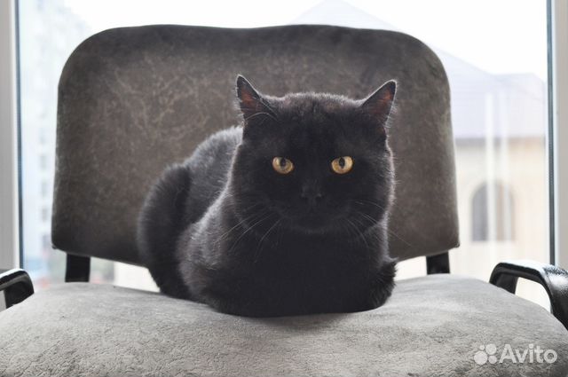 Кот Мори