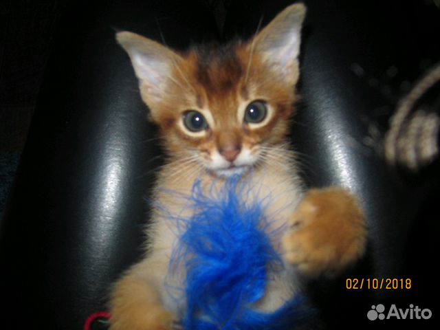 Абиссинский принц