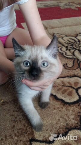 Котенок милаха