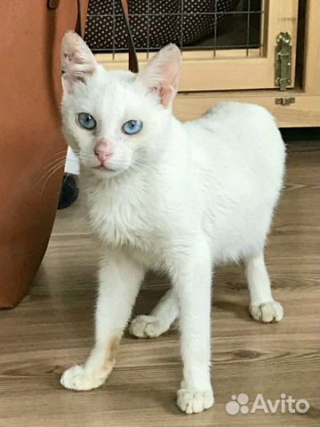 Котик Тихон