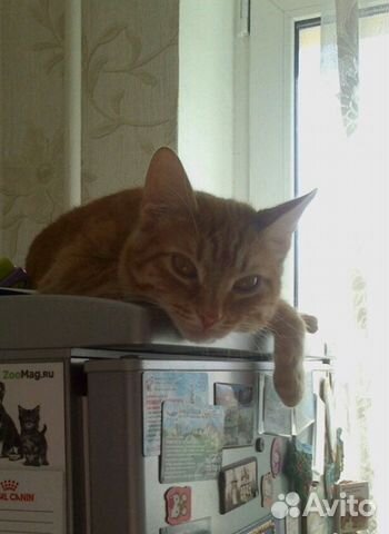 Отдам рыжего котика в добрые ручки