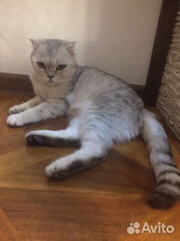 Прекрасная Ласка в поисках семьи