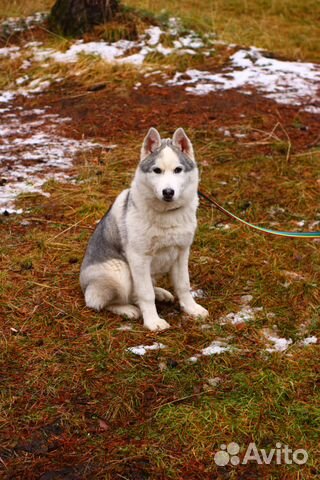 Заводной щенок хаски из Хаски-Парка